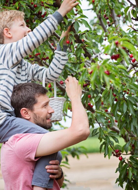 13 Great Cherry Picking Orchards in West Michigan: Visit for a ...