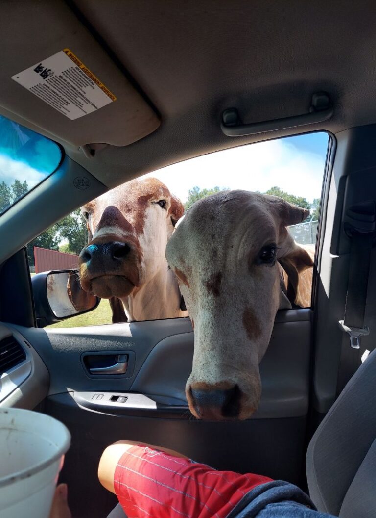 Deer Tracks Junction 2025: Exciting Drive-Thru Safari, Massive ...