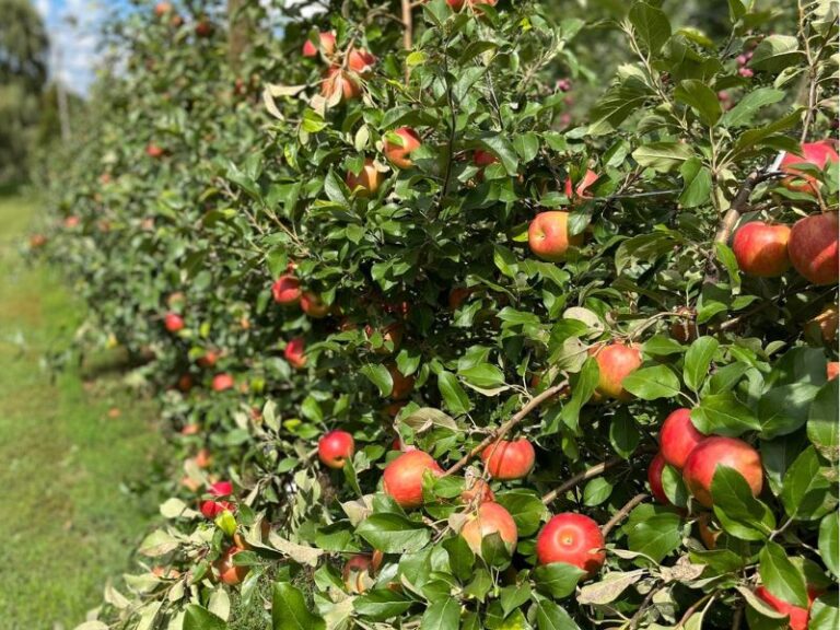 Apple Picking Places: 15+ Favorite Apple Orchards in West Michigan ...