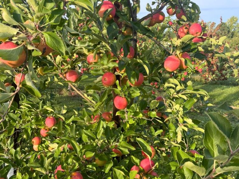 Apple Picking Places: 15+ Favorite Apple Orchards in West Michigan ...