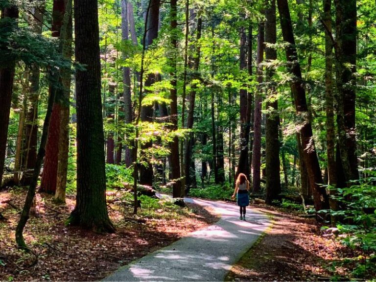 Hug the Giants at Michigan's Hartwick Pines State Park - grkids.com