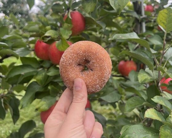 Apple Picking Places: 15+ Favorite Apple Orchards in West Michigan ...