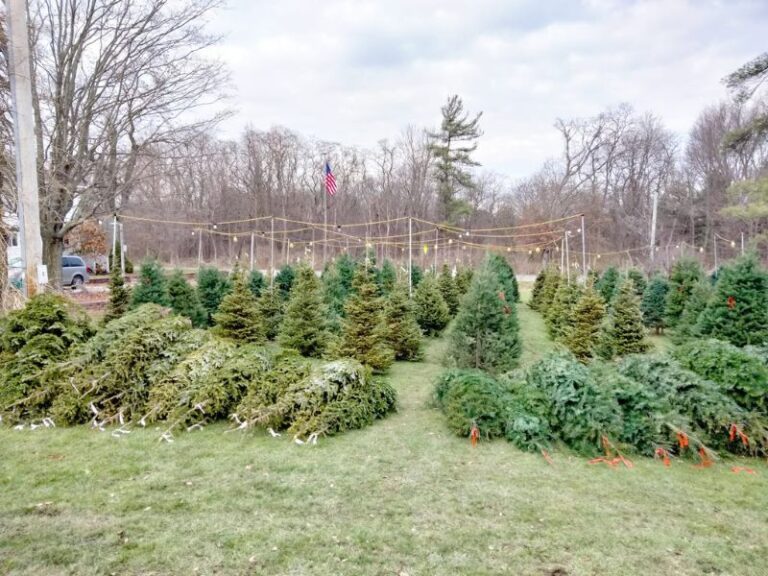 West Michigan Christmas Tree Farms: 20+ Places to Cut Your Own ...