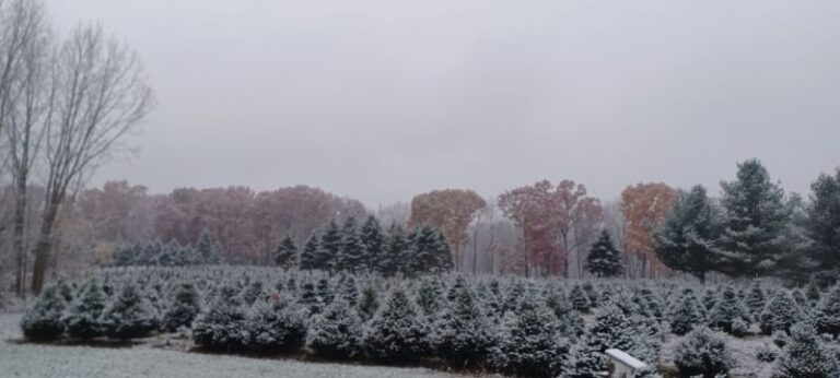 West Michigan Christmas Tree Farms: 15+ Places to Cut Your Own ...