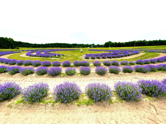 20 Breathtaking Lavender Farms in Michigan with U-Pick for 2025 ...