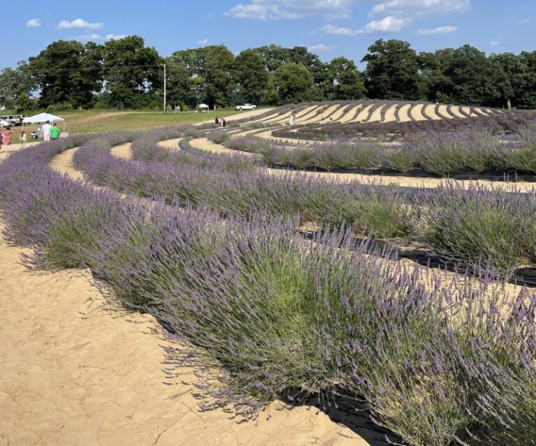 20 Breathtaking Lavender Farms in Michigan with U-Pick for 2025 ...