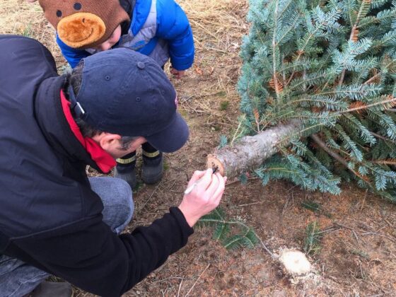 West Michigan Christmas Tree Farms: 20+ Places to Cut Your Own ...