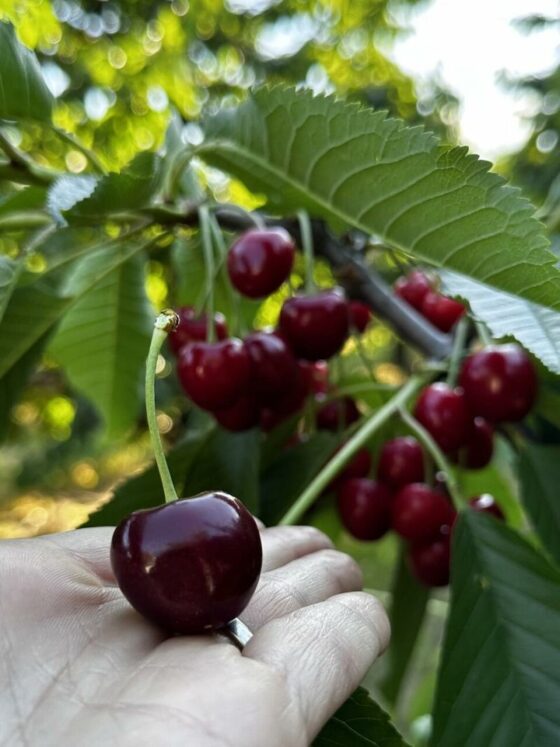 13 Great Cherry Picking Orchards in West Michigan: Visit for a ...