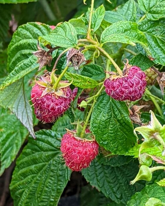 Best Spots to Pick Raspberries in West Michigan: 10 Raspberry Picking ...