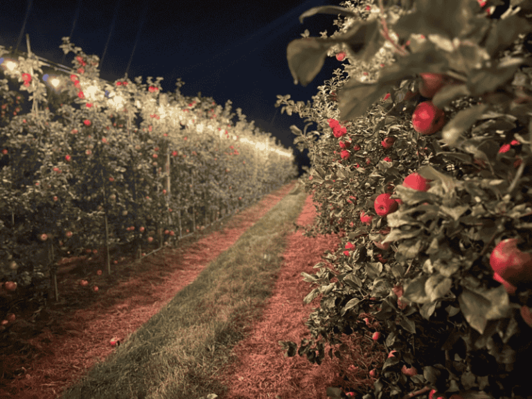 Farmhaus Farms is Your New Fall Tradition - 2025 - grkids.com