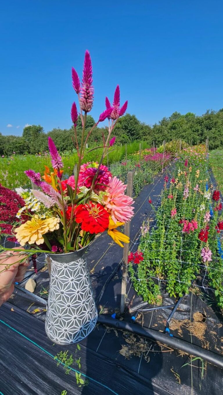 7 Colorful West Michigan Flower Farms that Want You to Come Flower ...
